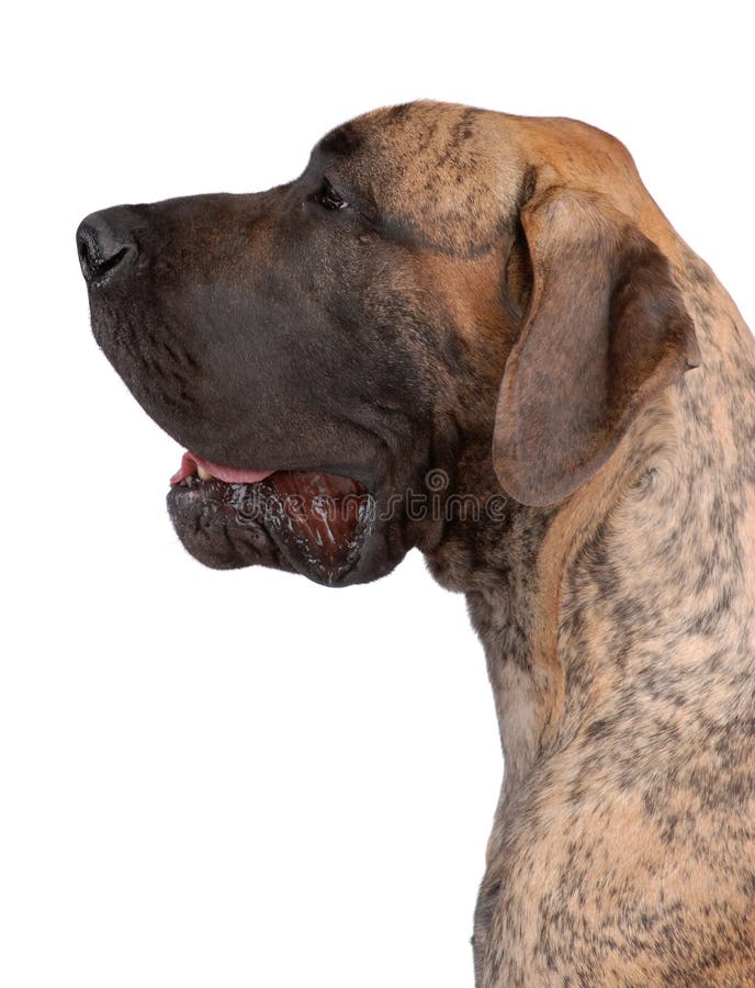 German mastiff stock image. Image of female, shorthair - 13171023