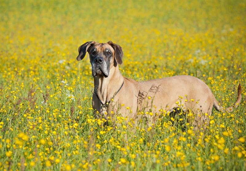 German mastiff # 2 stock image. Image of hound, mouth - 25030785