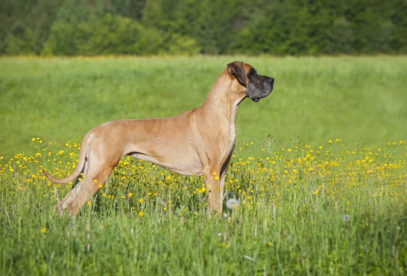 German mastiff stock photo. Image of danish, mouth, dalmatian - 25014090