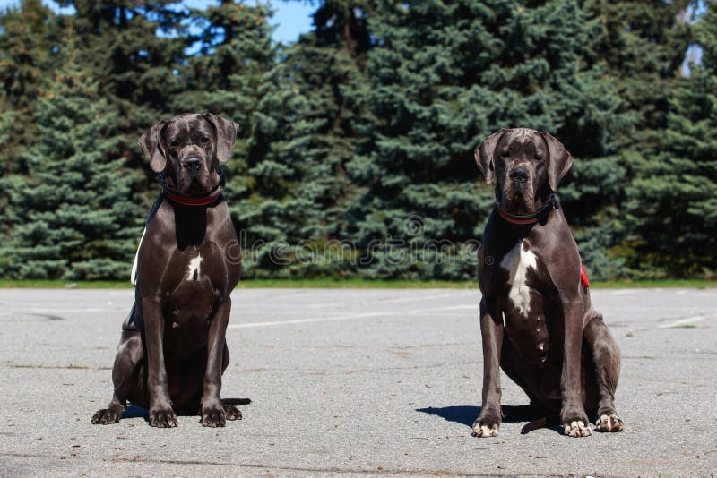 The german mastiff stock image. Image of eyes, friendship - 93442589