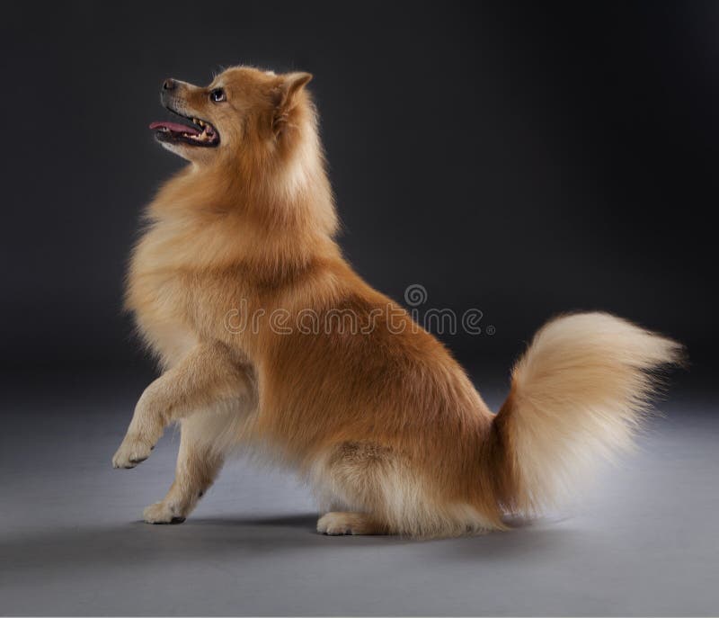 German medium spitz stock photo. Image of smile, healthy - 84917906