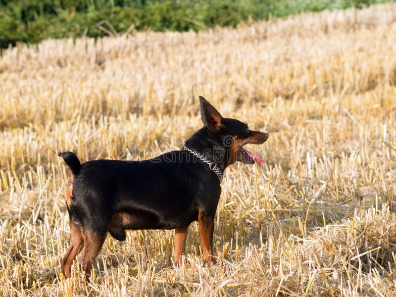 German miniature Pinscher stock photo. Image of german - 74431912