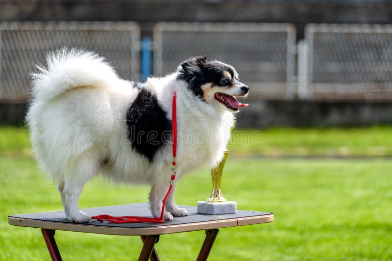 German Miniature Spitz stock image. Image of spitz, terrier - 247059337