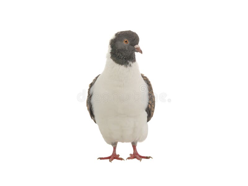 Two German Modena Pigeon Isolated on White Background Stock Photo ...