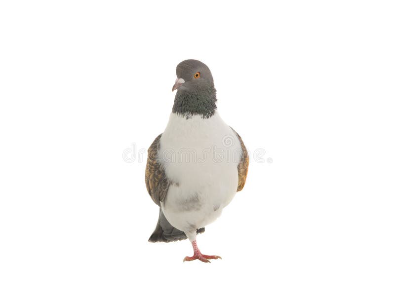 Two German Modena Pigeon Isolated on White Background Stock Photo ...