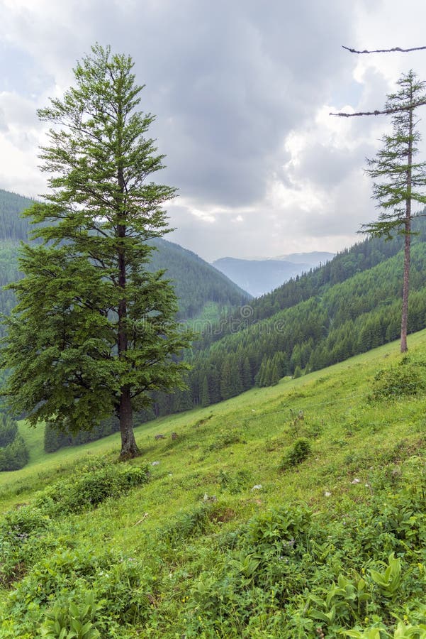 German Mountain with Pine Trees and Approaching Grey Clouds. Stock ...