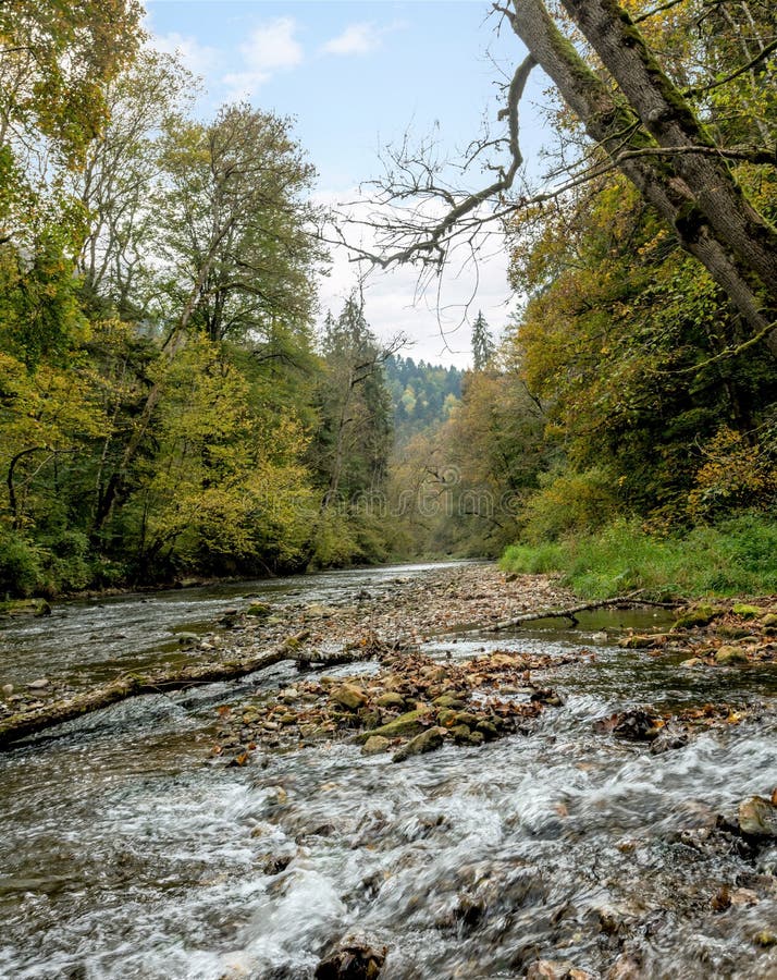 German Mountain Stream Flowing through the Forest Stock Image - Image ...
