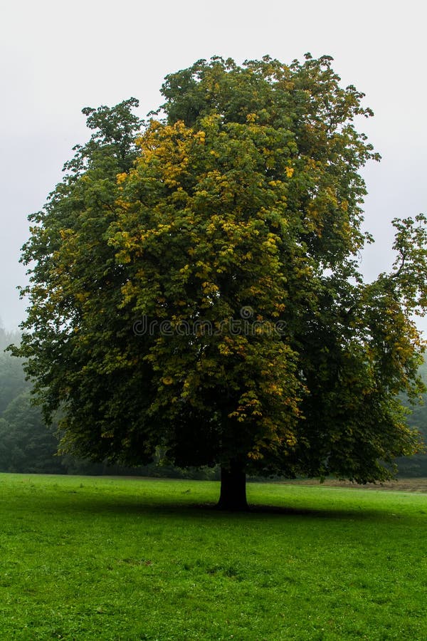 German Nature autumn park stock photo. Image of beauty - 49352426