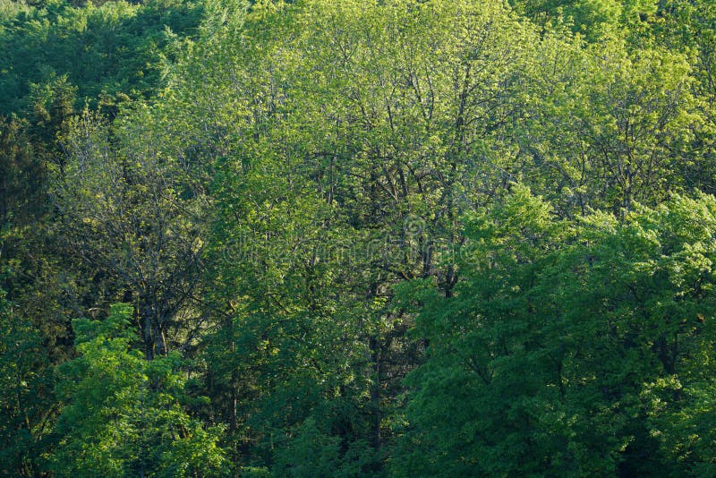 German Nature in Spring, Photographed Stock Photo - Image of forest ...
