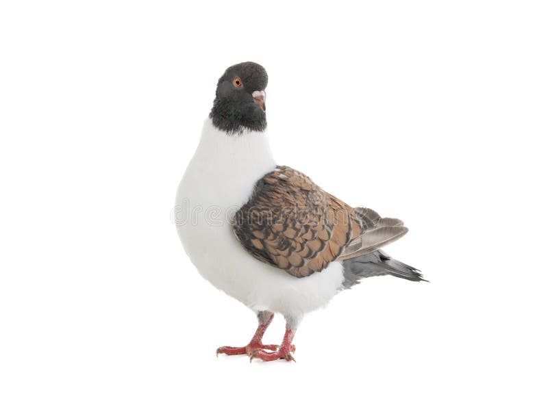German Pigeons Modena Isolated on White Stock Photo - Image of ...