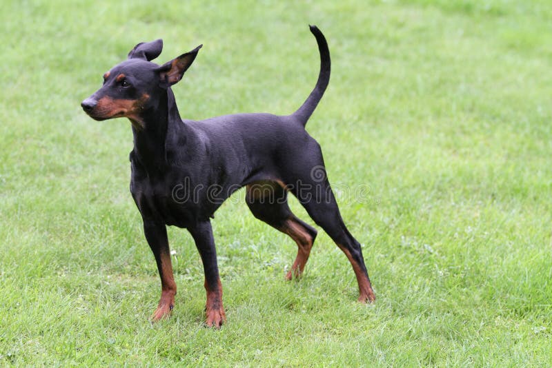 130+ Pincher Free Stock Photos - StockFreeImages