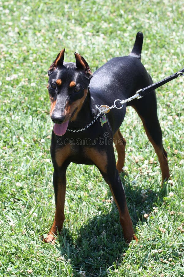 130+ Pincher Free Stock Photos - StockFreeImages