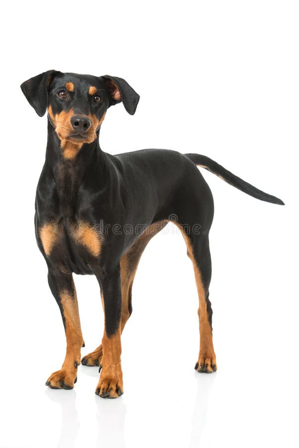 German pinscher dog stock photo. Image of pinscher, white - 41663524