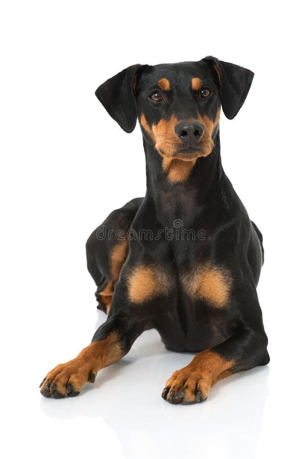 German pinscher dog stock image. Image of white, carnivoran - 41663699