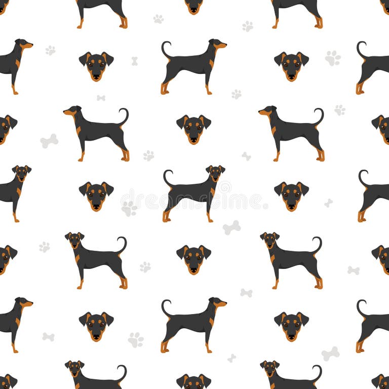 German Pinscher Seamless Pattern. Different Poses, Coat Colors Set ...