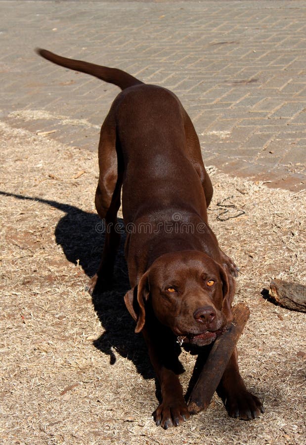 German pointer stock photo. Image of playing, growling - 31959232