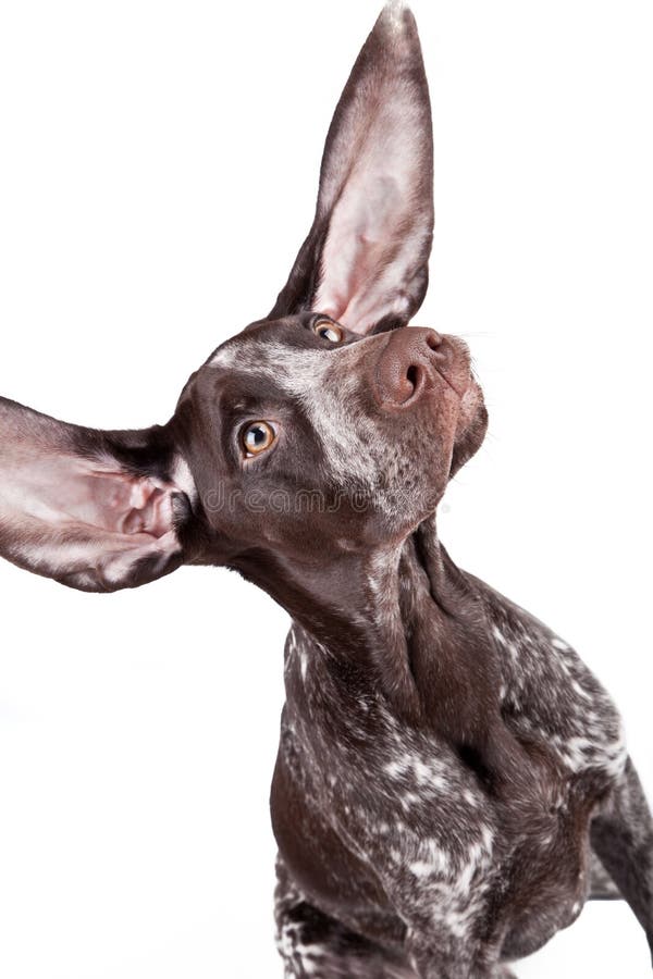 Flying ears stock image. Image of mongrel, animal, pedigree - 3365067