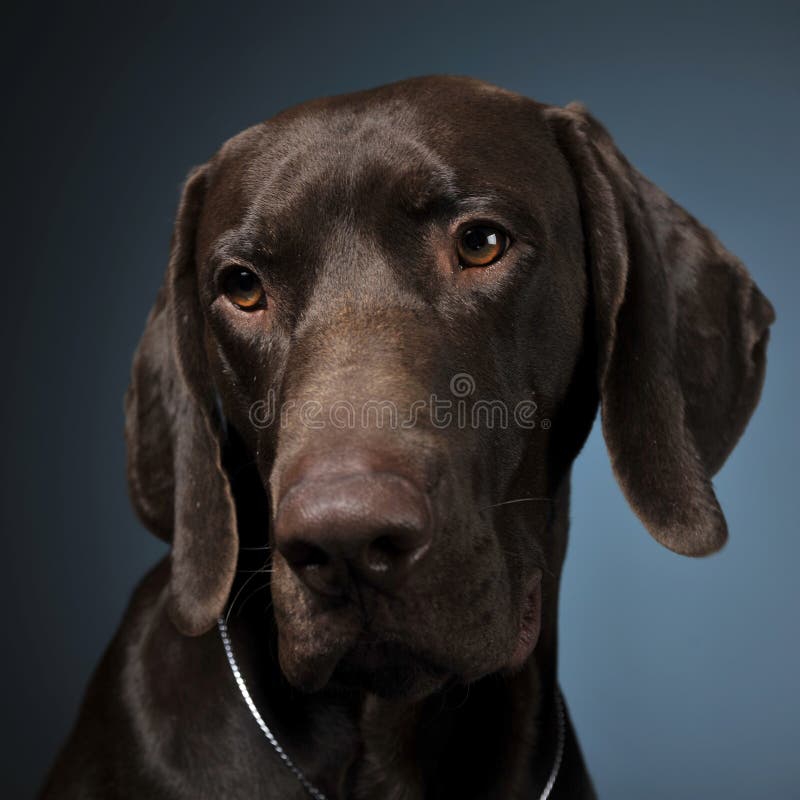 German Pointer Portrait in Dark Photostudio Stock Photo - Image of ...