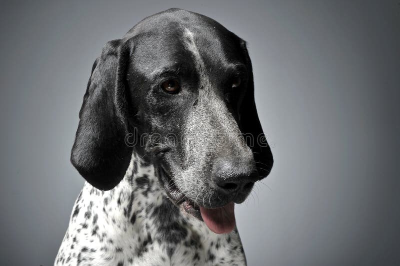 German Pointer Portrait in a Graduated Gray Background Stock Photo ...