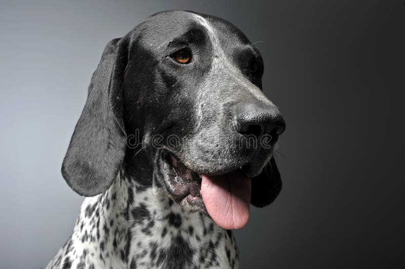 German Pointer Portrait in a Graduated Gray Background Stock Image ...