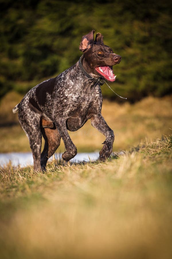 German Pointer at runtime stock photo. Image of animal - 39310230