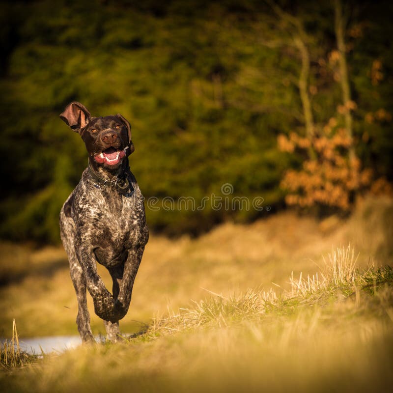 German Pointer at runtime stock image. Image of brown - 39310235