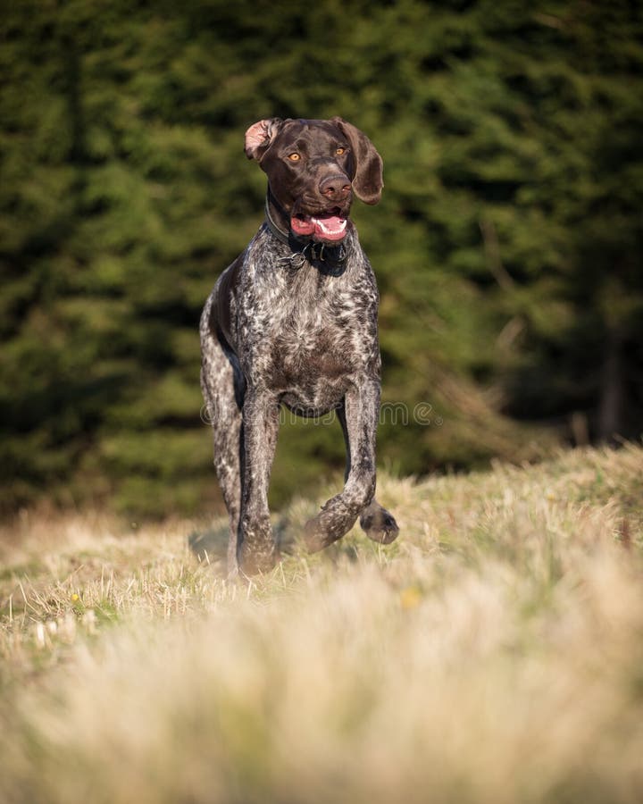 German Pointer at runtime stock image. Image of cute - 39310375