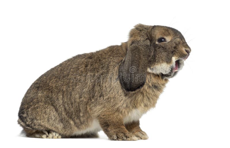 1,228 German Rabbit Stock Photos - Free & Royalty-Free Stock Photos ...