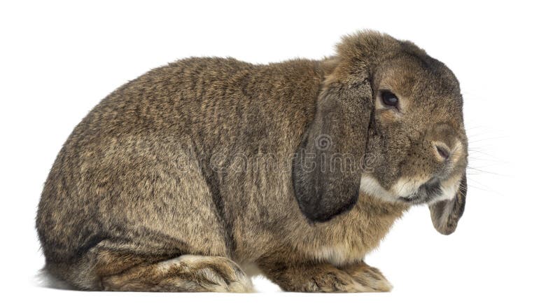 German Rabbit Ram Isolated on White Stock Image - Image of shot, rabbit ...