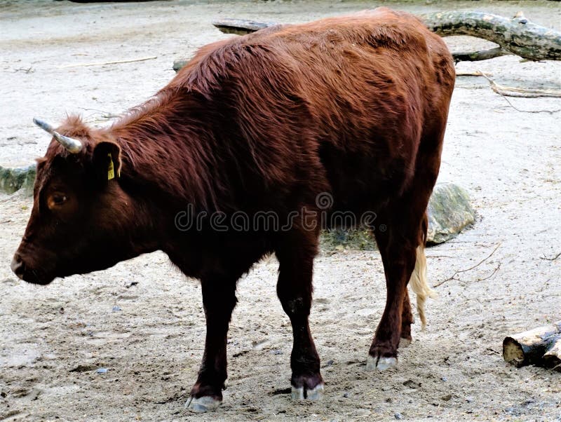 German Red Highland Cow Standing Stock Photo - Image of adult, female ...