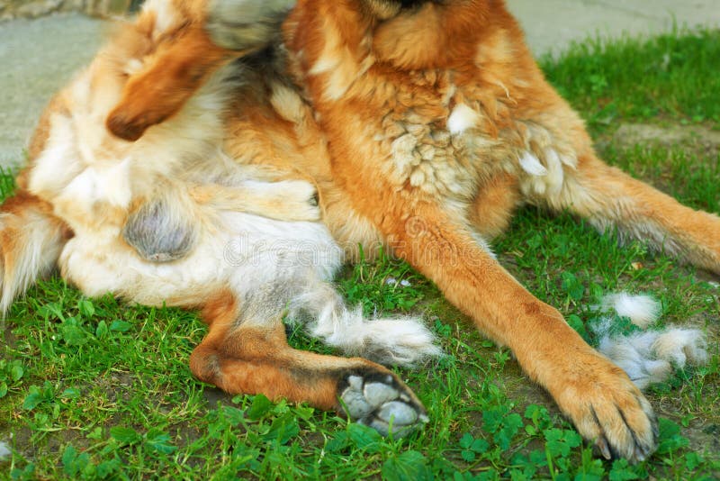 German Red Shepherd Dog with Shedding Coat Outdoors Stock Image - Image ...