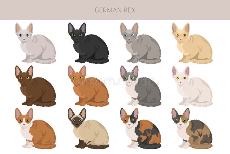 German Rex Cat Clipart. All Cat Breeds Characteristics Infographic ...
