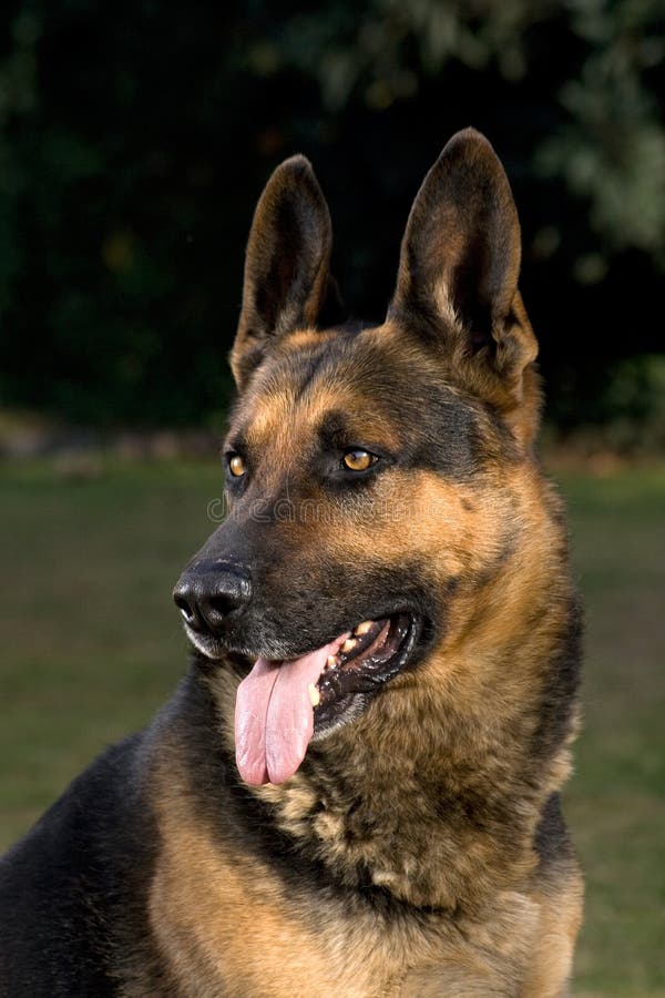 German sheep-dog stock photo. Image of hair, meadow, domestic - 9466208