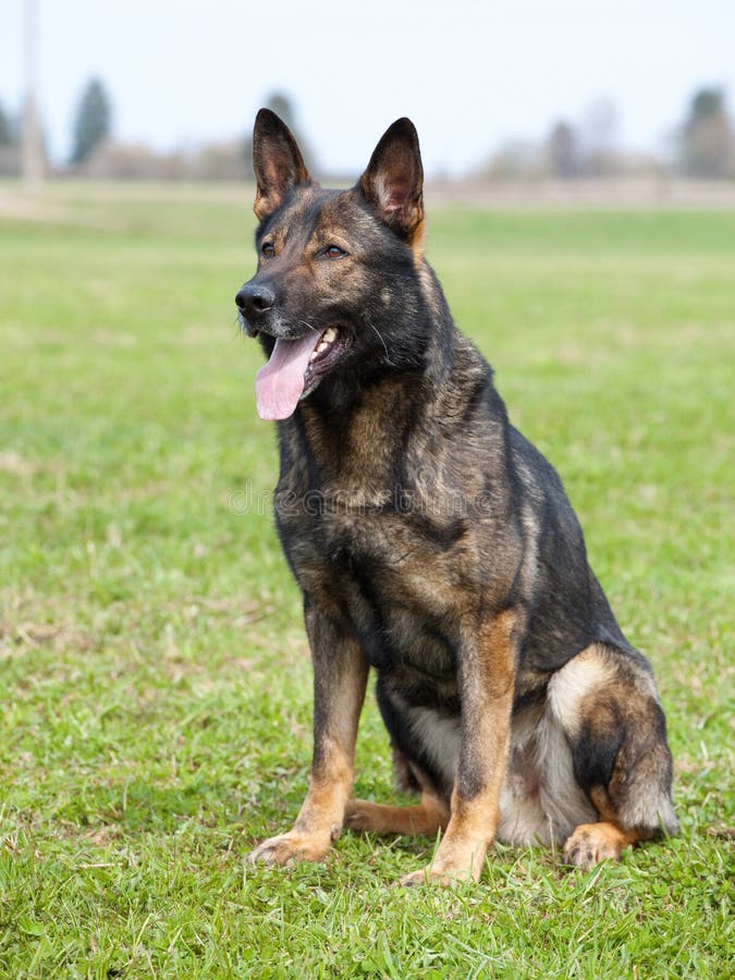 German sheep-dog stock photo. Image of hair, meadow, domestic - 9466208