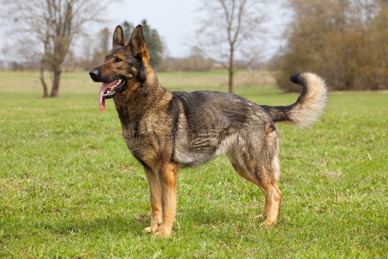 German sheep-dog stock photo. Image of outdoor, meadow - 14213302