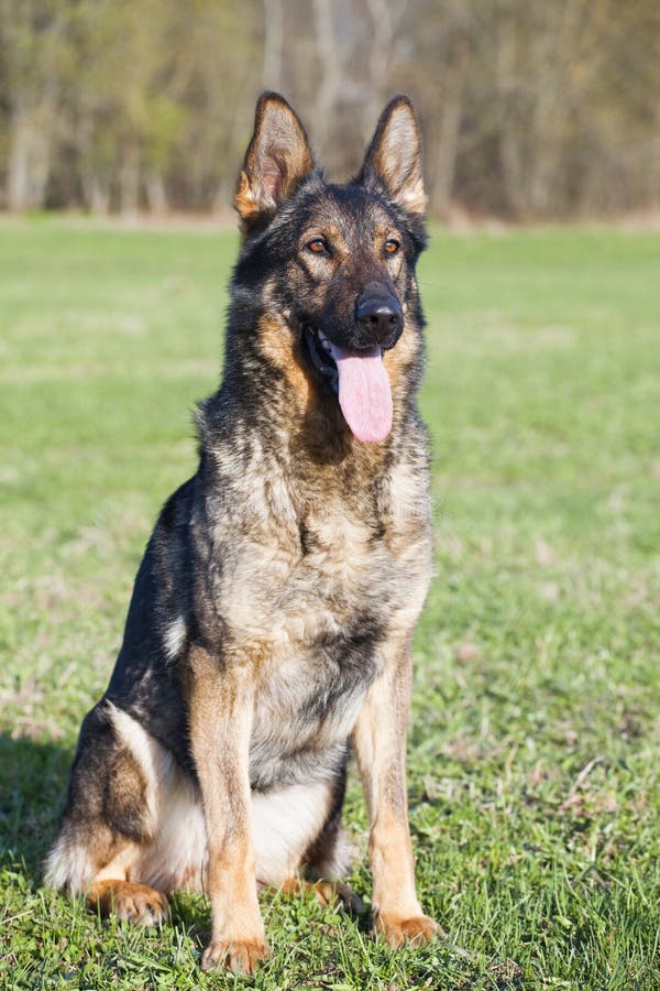 German sheep-dog stock image. Image of outside, grass - 14220387