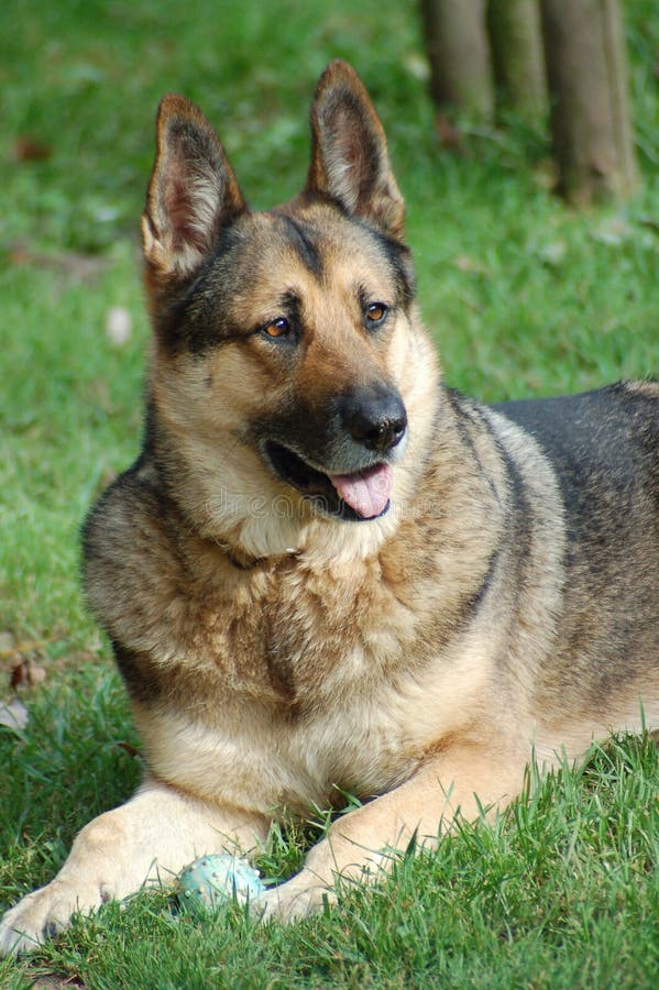 German sheep-dog stock photo. Image of hair, meadow, domestic - 9466208