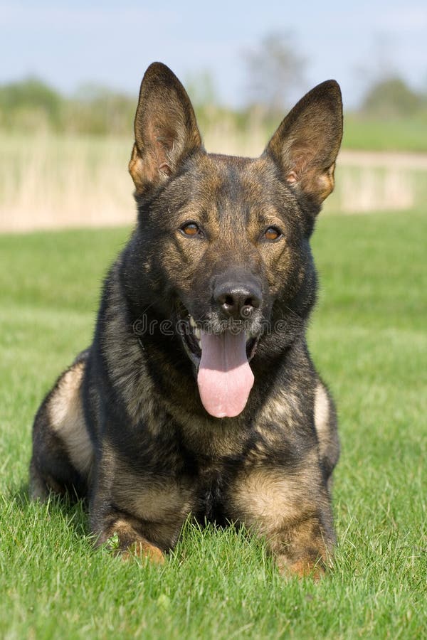 German sheep-dog stock image. Image of agile, poppy, effort - 9451663