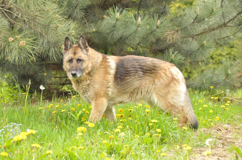 German sheep-dog stock photo. Image of hair, meadow, domestic - 9466208