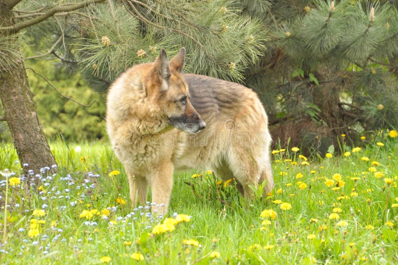 German sheep-dog stock photo. Image of brown, furry, field - 54583144
