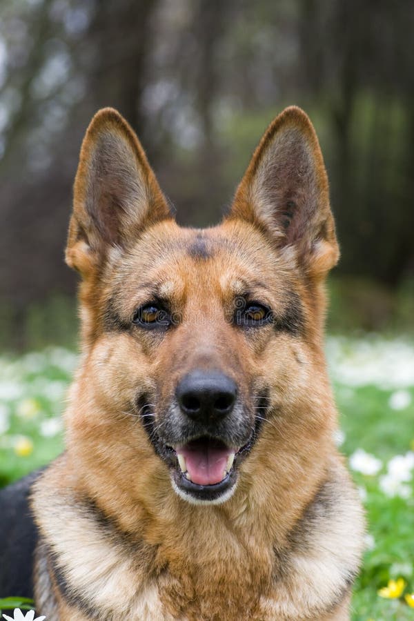 German Sheepdog stock photo. Image of sheepdog, behavior - 11104792
