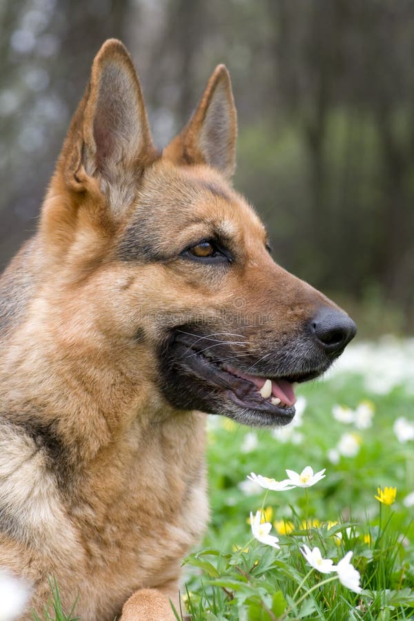 German Sheepdog stock photo. Image of faithful, nature - 11104808