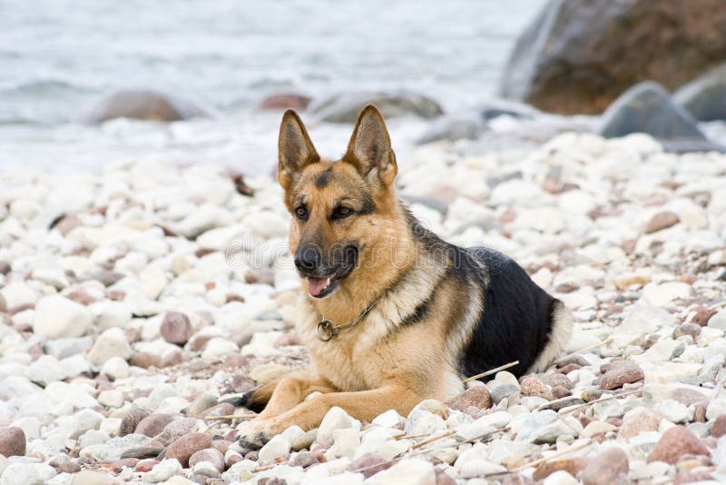 German Sheepdog stock image. Image of outside, canine - 12927135