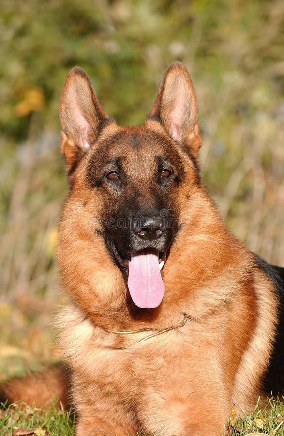 German Sheepdog stock image. Image of coat, mammals, nature - 6065425