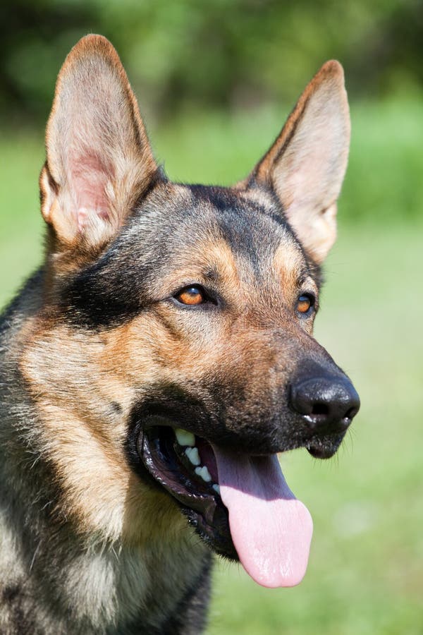 German Shepherd stock photo. Image of doggies, expression - 2276978