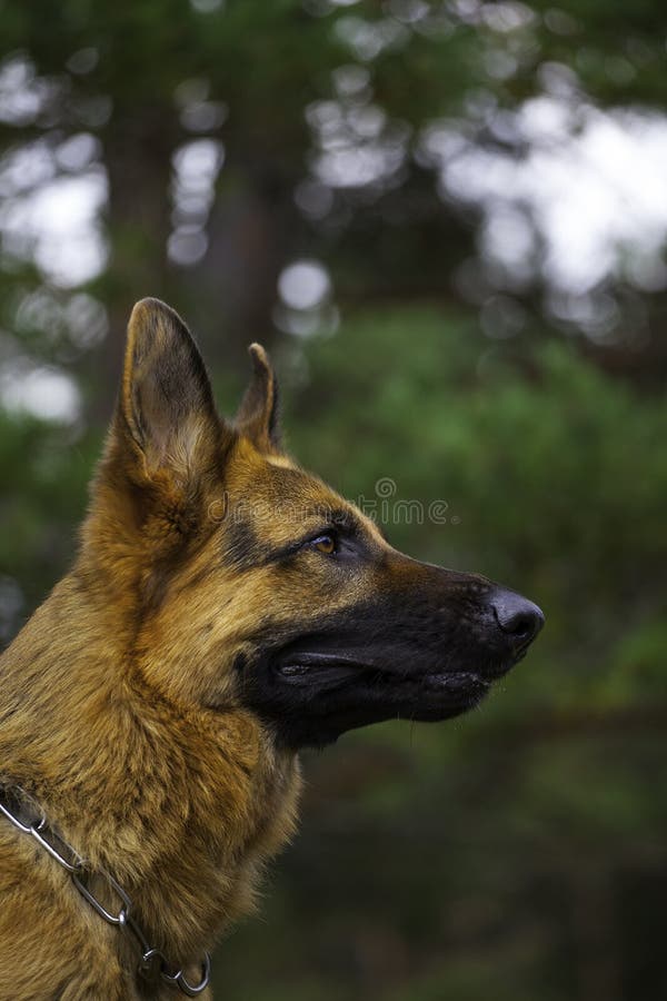 102 Angry German Shepard Stock Photos - Free & Royalty-Free Stock ...
