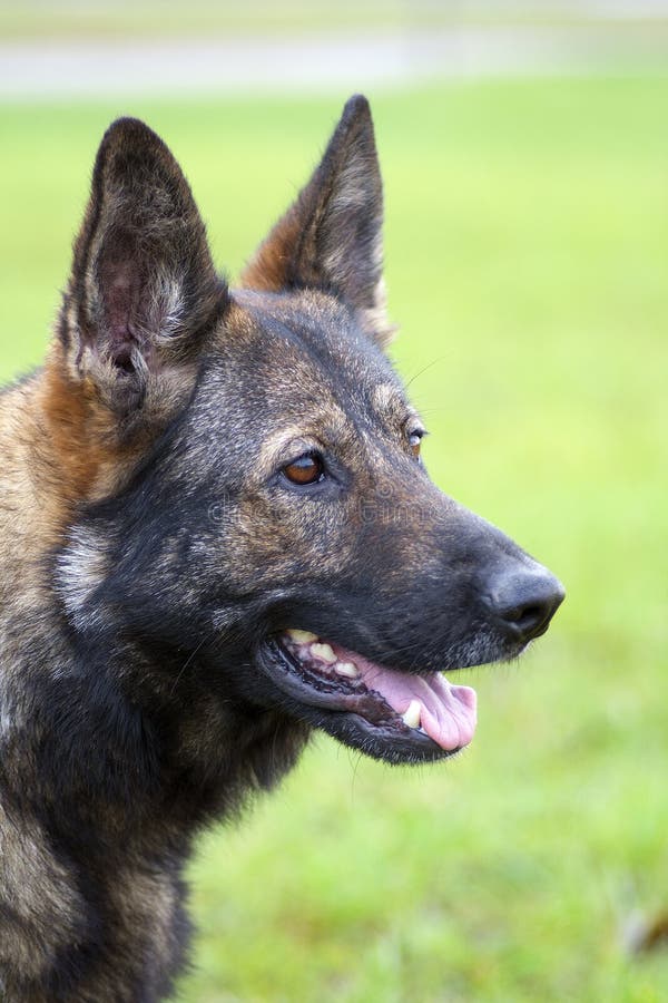 158 Angry German Sheepdog Portrait Stock Photos - Free & Royalty-Free ...