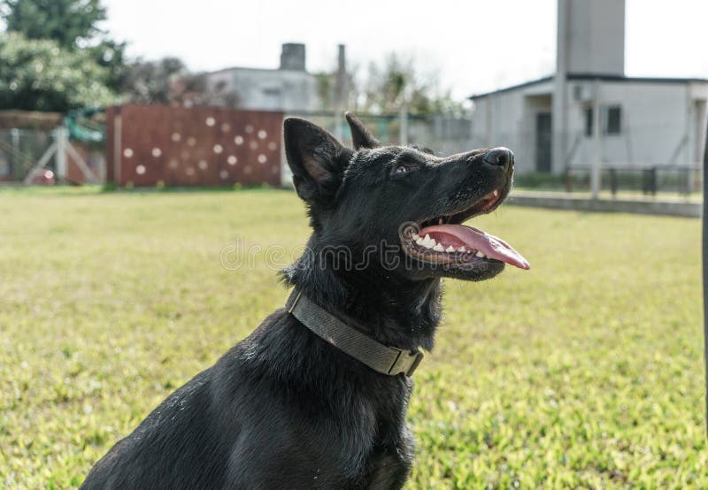 German sheepdog sitting stock photo. Image of branch - 155345238