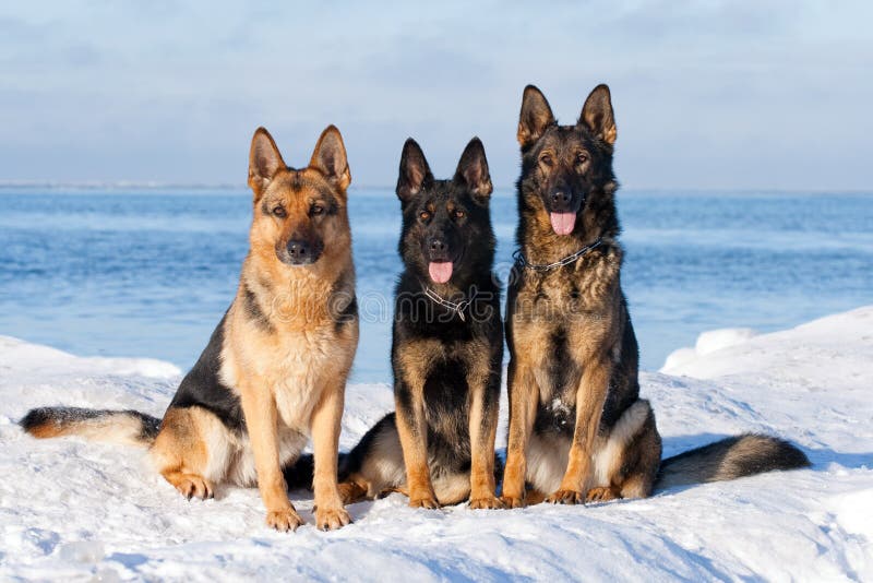 Three German shepherds stock photo. Image of shepherd - 142656244