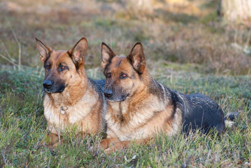 German sheepdogs stock image. Image of domestic, mammal - 25484157